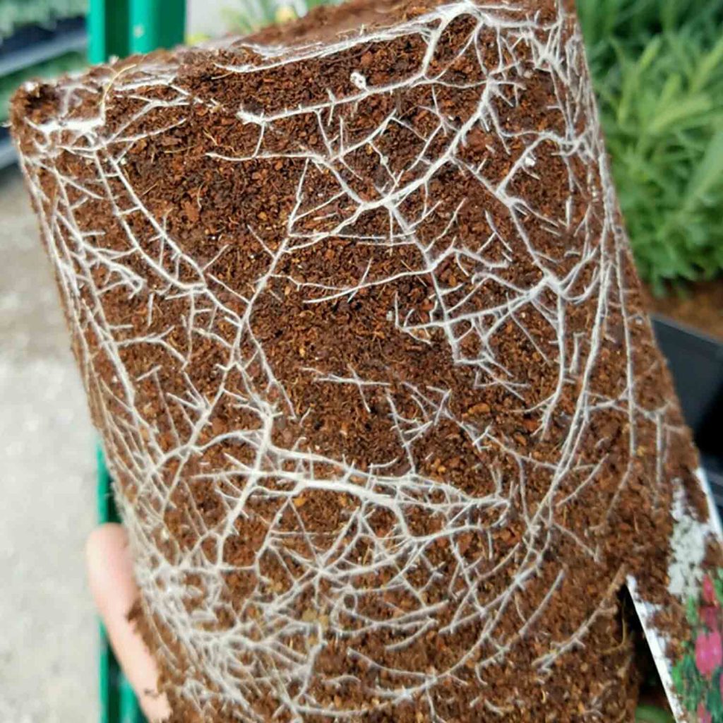 Coconut Coir, 5kg blocks | ProSource Plus